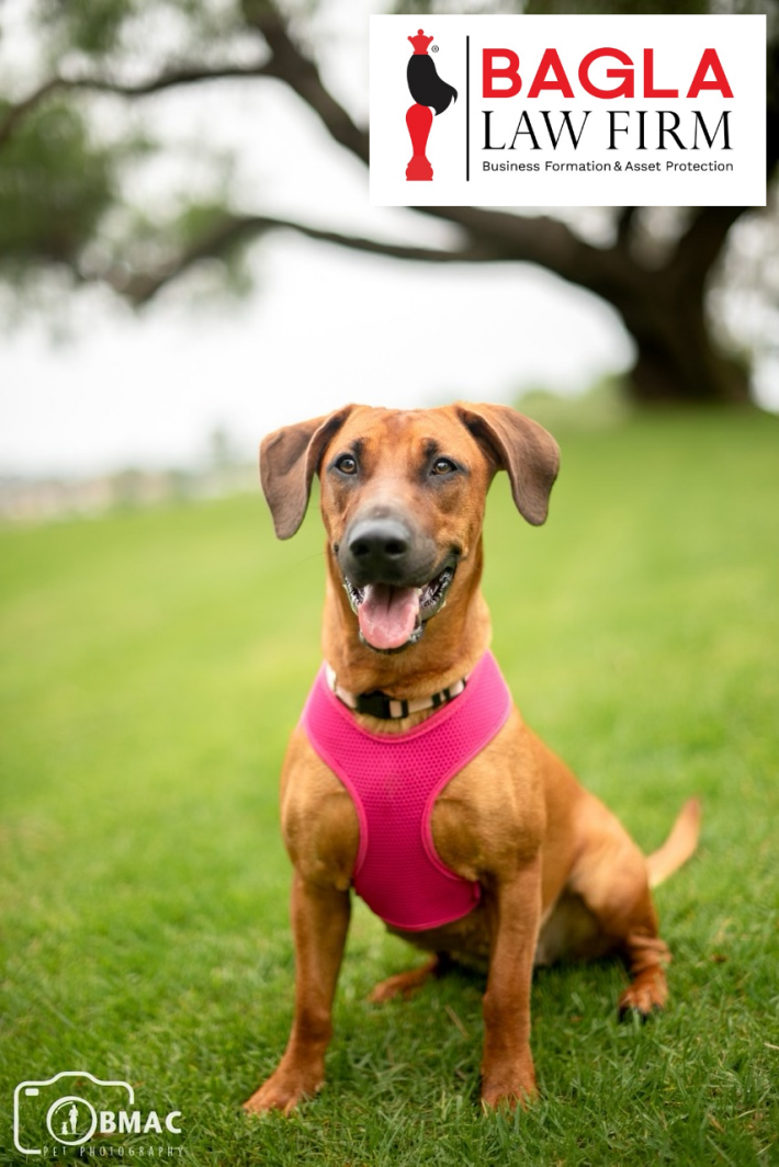 Canine Associates - Queen of Business Law - Kelly BaglaQueen of ...